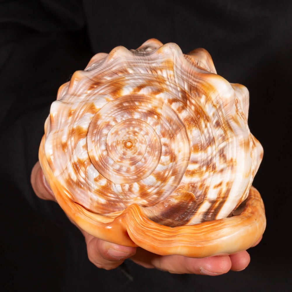 Cypraecassis Rufa: The Cameo Shell. - CAR-01