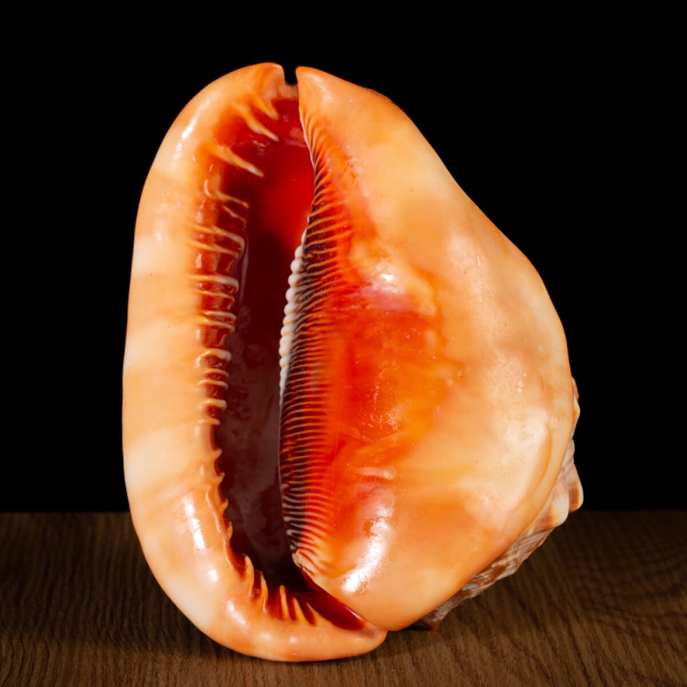 Cypraecassis Rufa: The Cameo Shell. - CAR-01