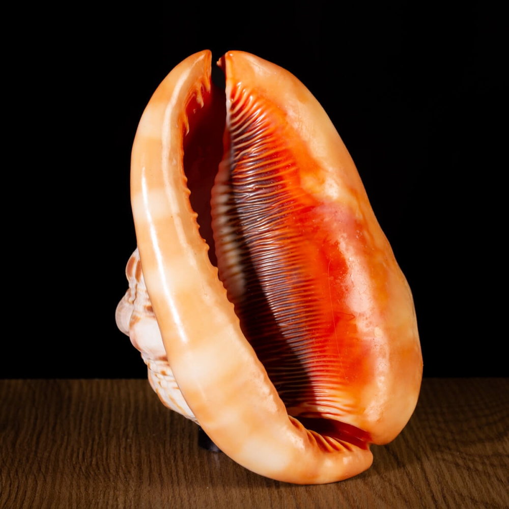 Cypraecassis Rufa: The Cameo Shell. - CAR-01