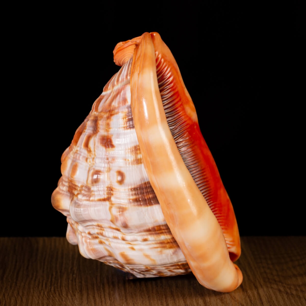 Cypraecassis Rufa: The Cameo Shell. - CAR-01