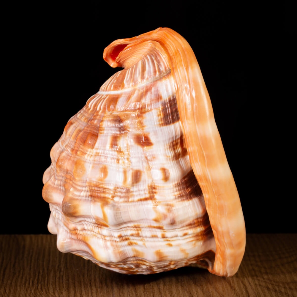 Cypraecassis Rufa: The Cameo Shell. - CAR-01