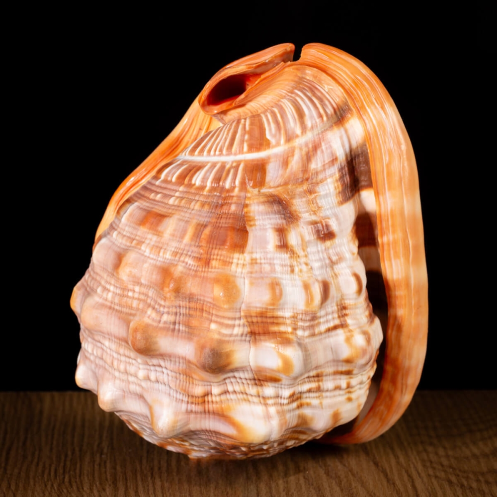 Cypraecassis Rufa: The Cameo Shell. - CAR-01
