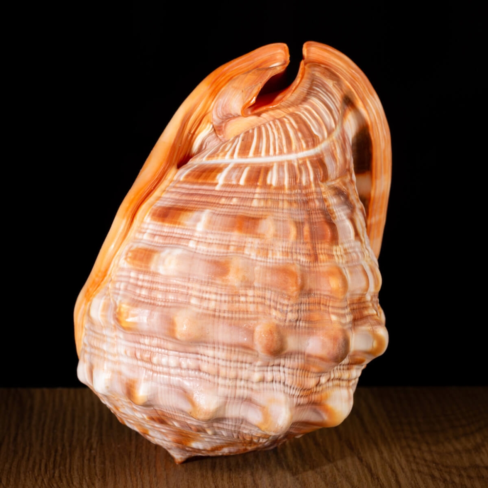 Cypraecassis Rufa: The Cameo Shell. - CAR-01