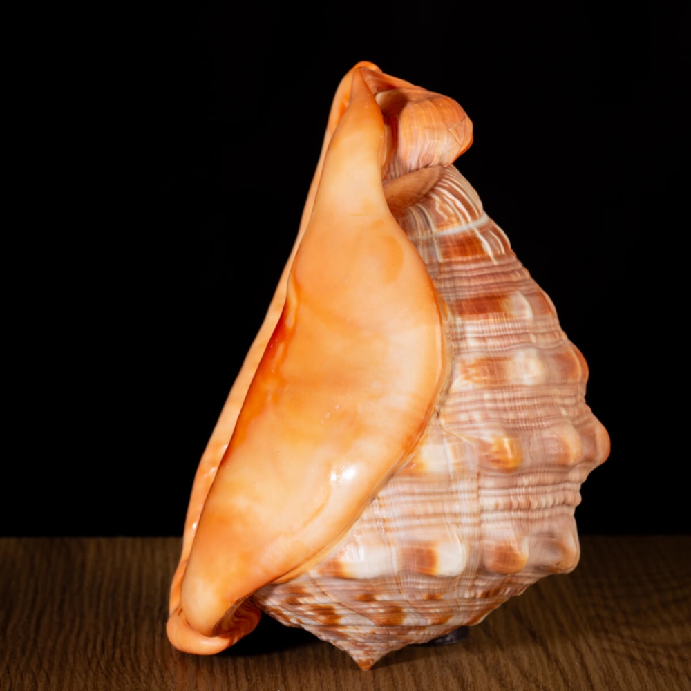 Cypraecassis Rufa: The Cameo Shell. - CAR-01