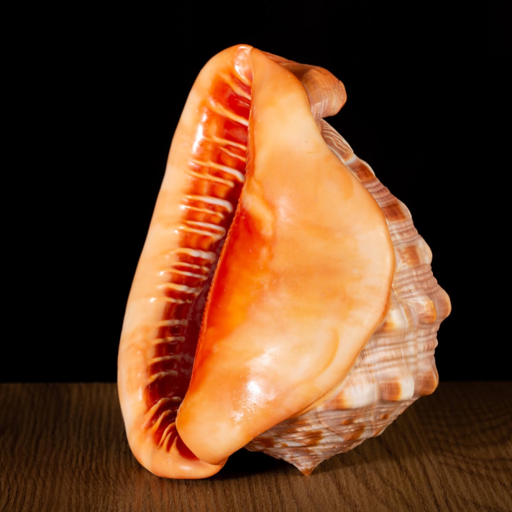 Cypraecassis Rufa: The Cameo Shell. - CAR-01