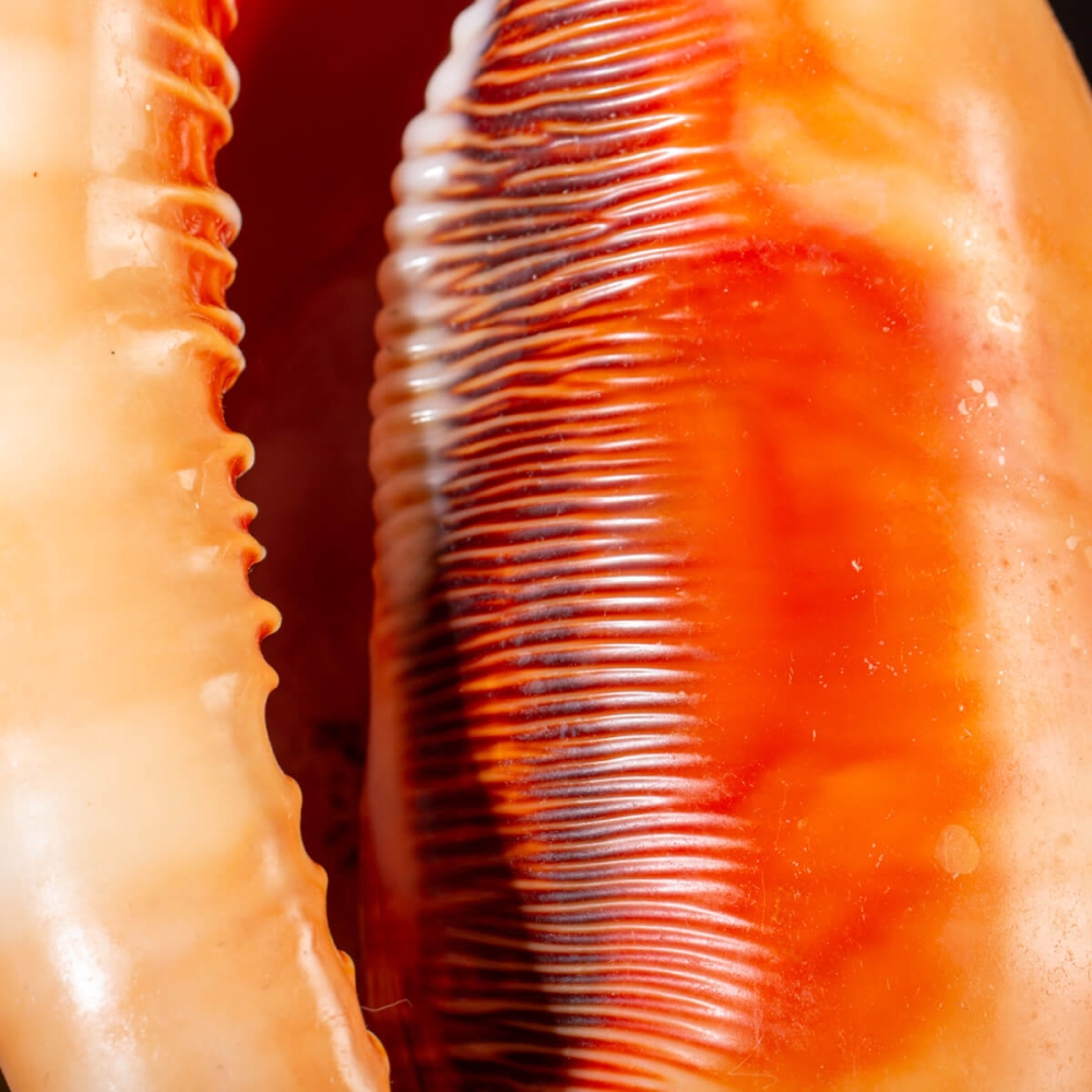 Cypraecassis Rufa: The Cameo Shell. - CAR-01
