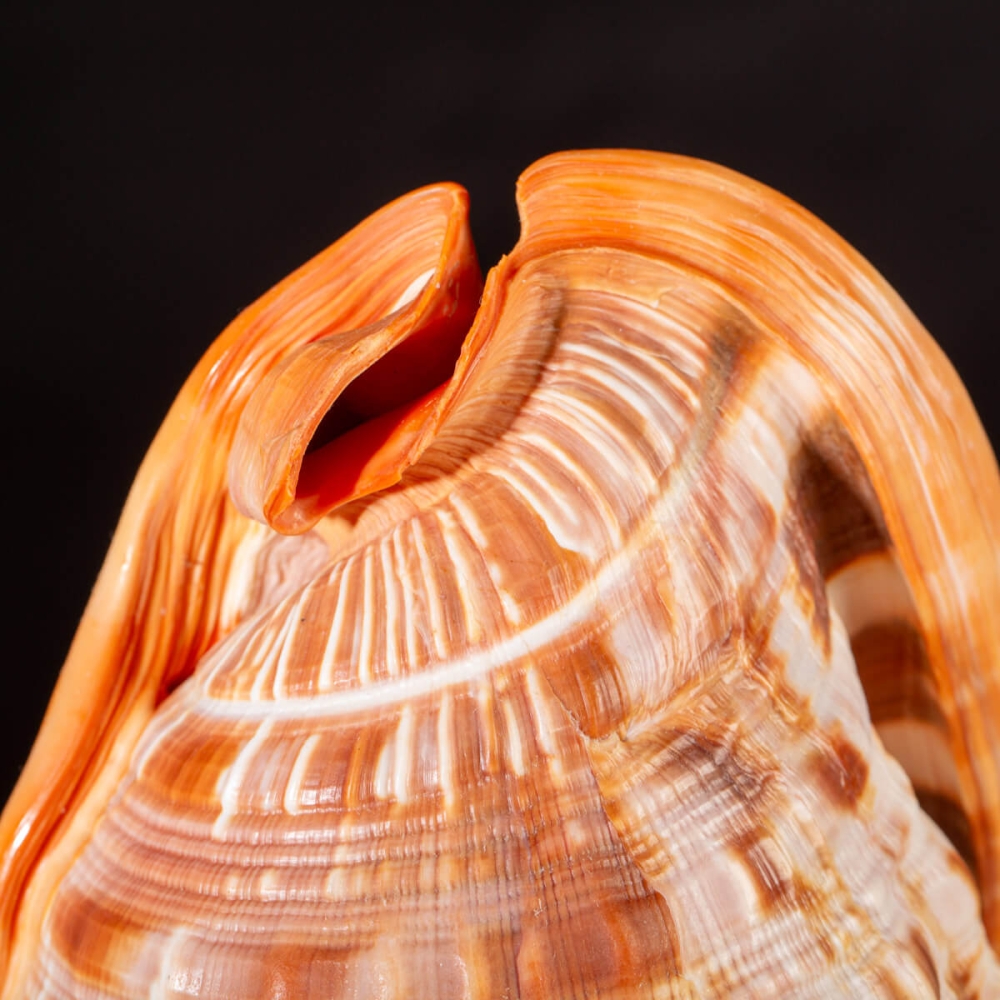 Cypraecassis Rufa: The Cameo Shell. - CAR-01