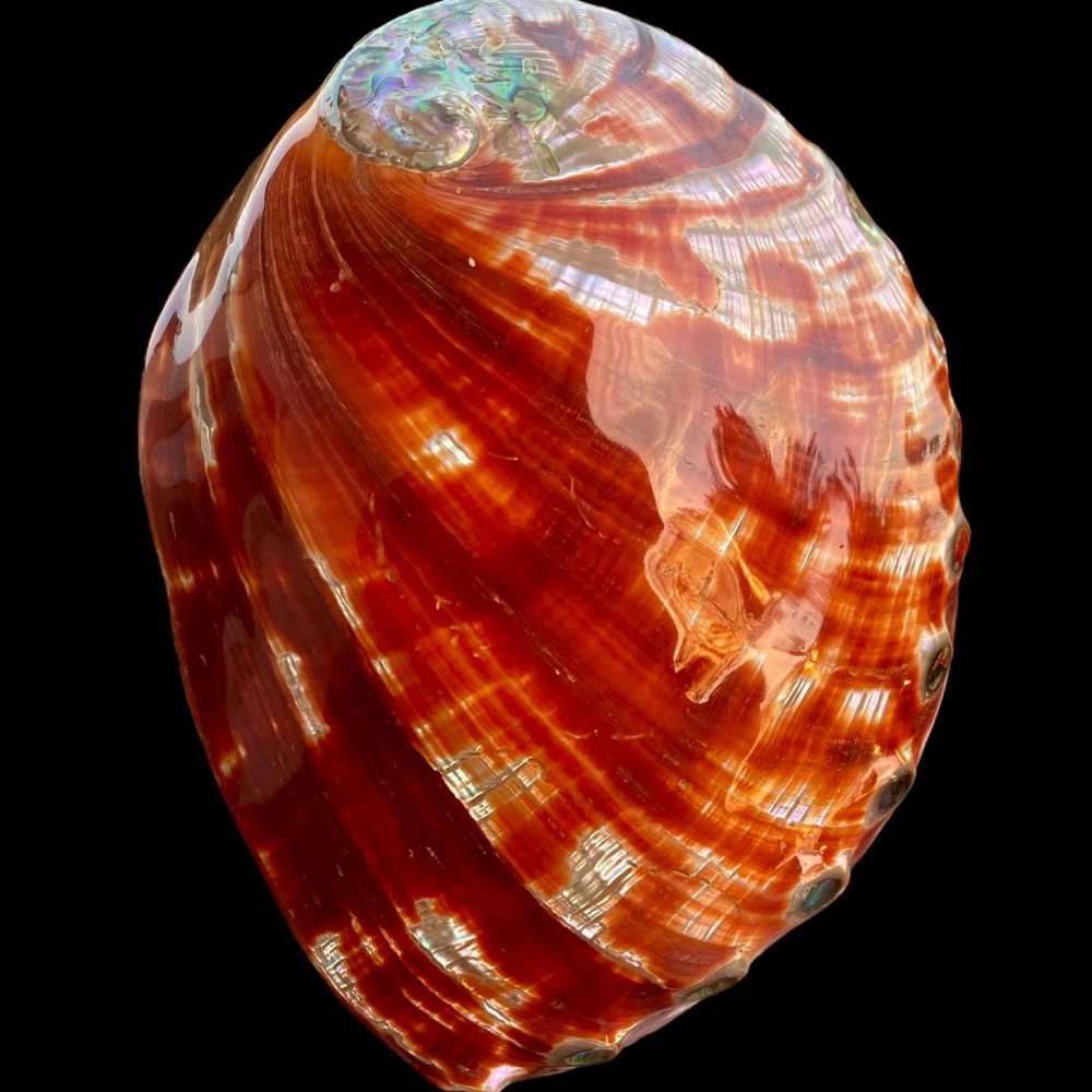 Haliotis Rufescens