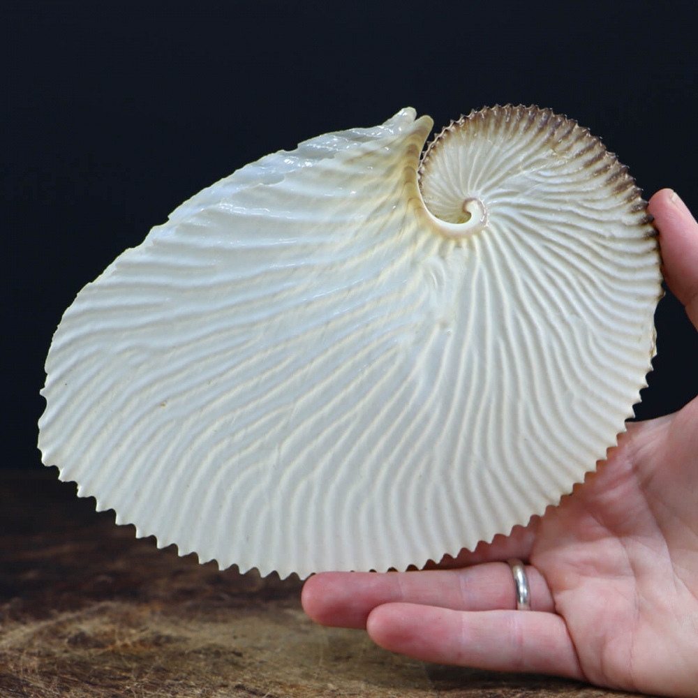 Mineral Art Gallery - Argonauta Argo