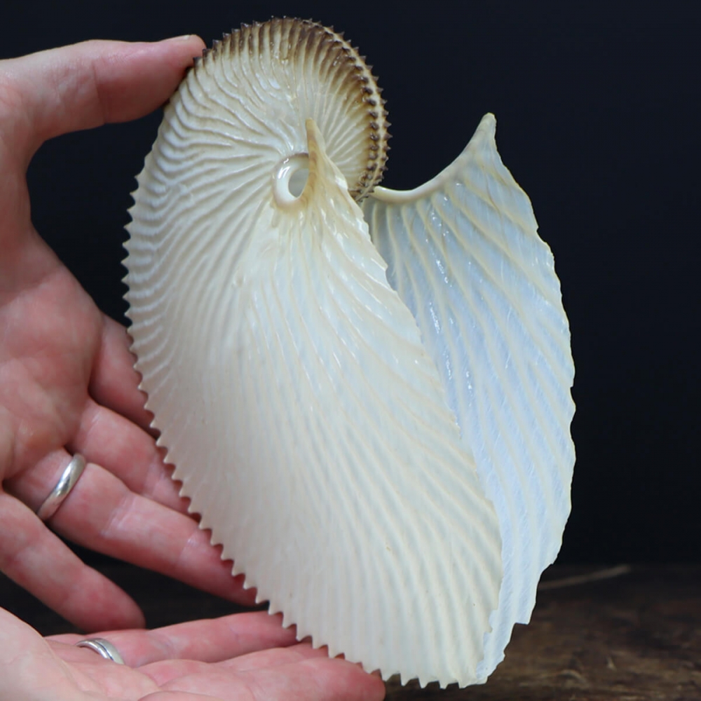 Mineral Art Gallery - Argonauta Argo