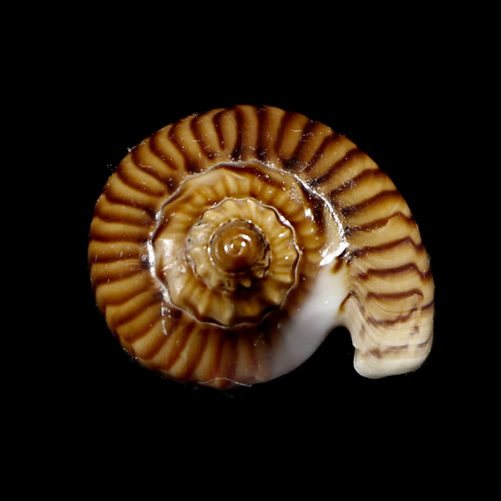 Amoria Zebra