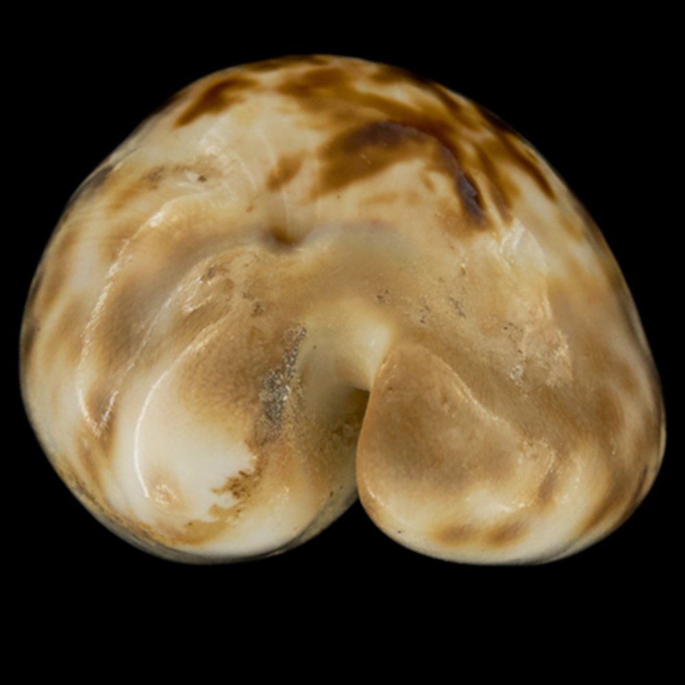 Barycypraea Teulerei - Oman