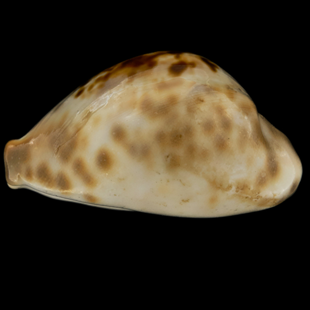 Barycypraea Teulerei - Oman