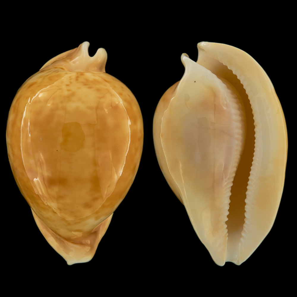 Cypraea Armeniaca - Australia
