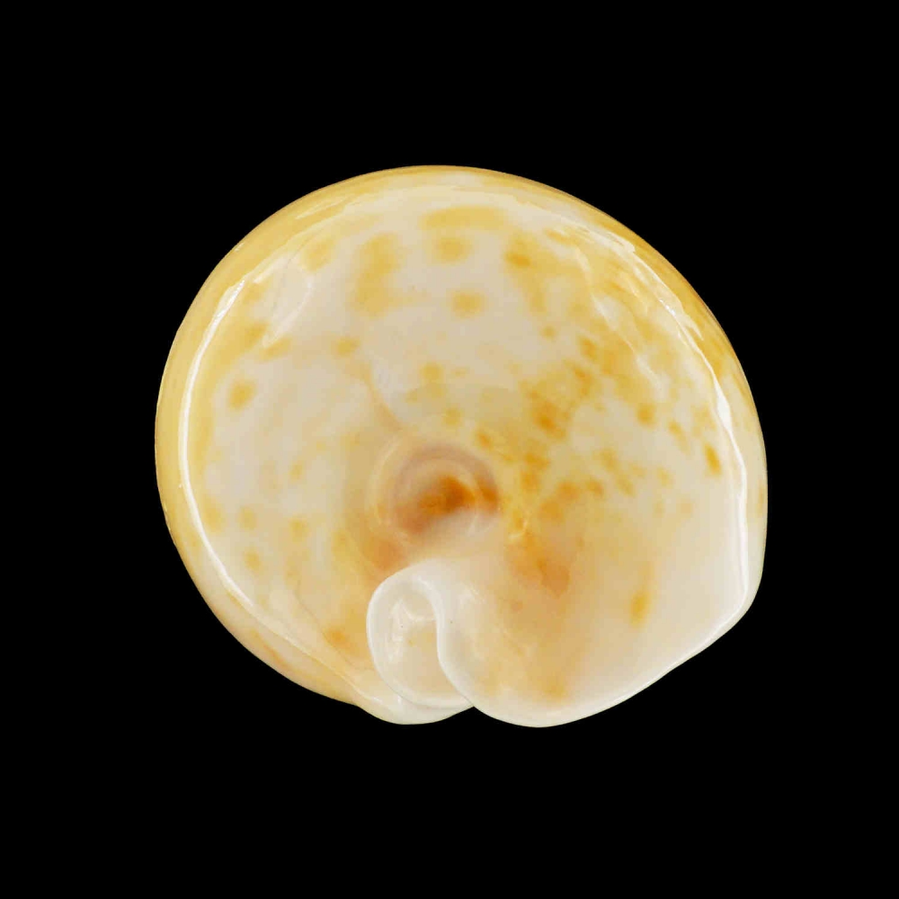 Cypraea Armeniaca - Australia