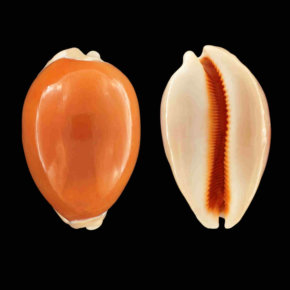 Cypraea Aurantium - Filippine