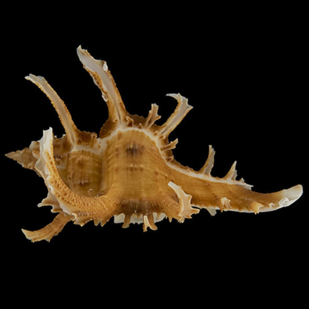 Chicoreus Axicornis - Indonesia