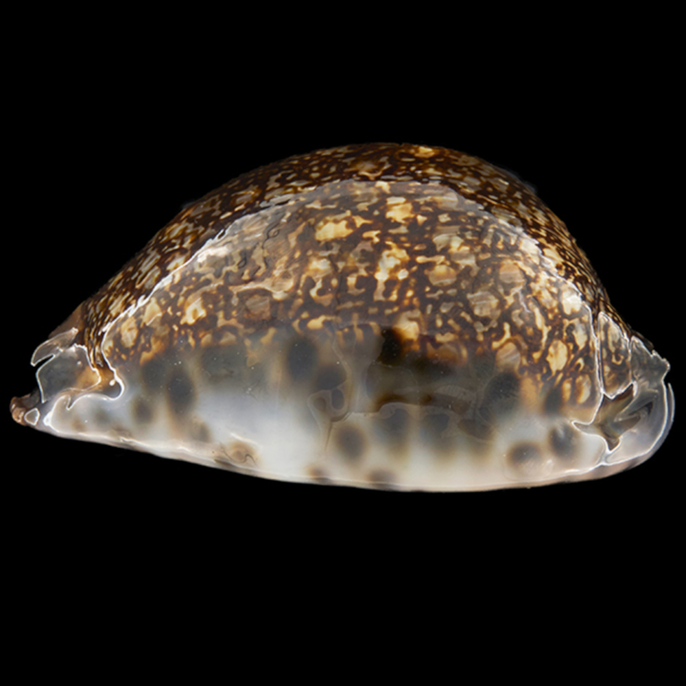 Mauritia Arabica Immanis - Madagascar