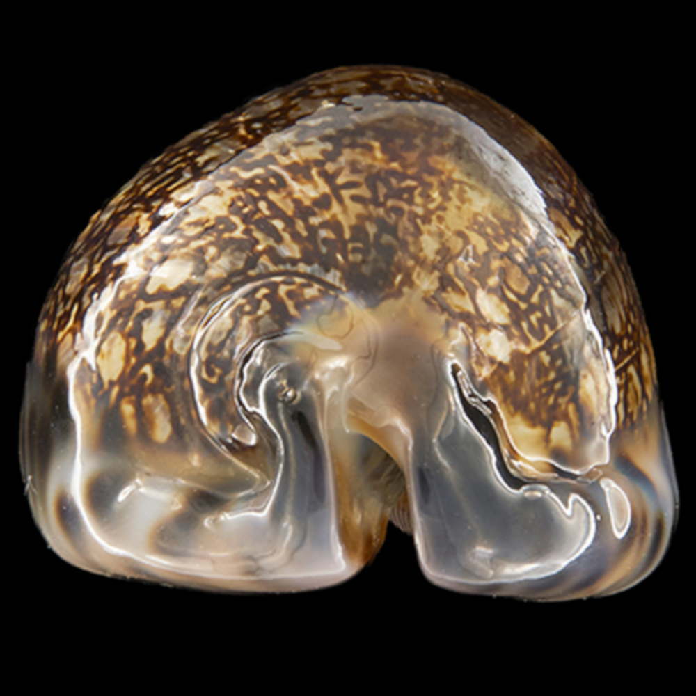 Mauritia Arabica Immanis - Madagascar