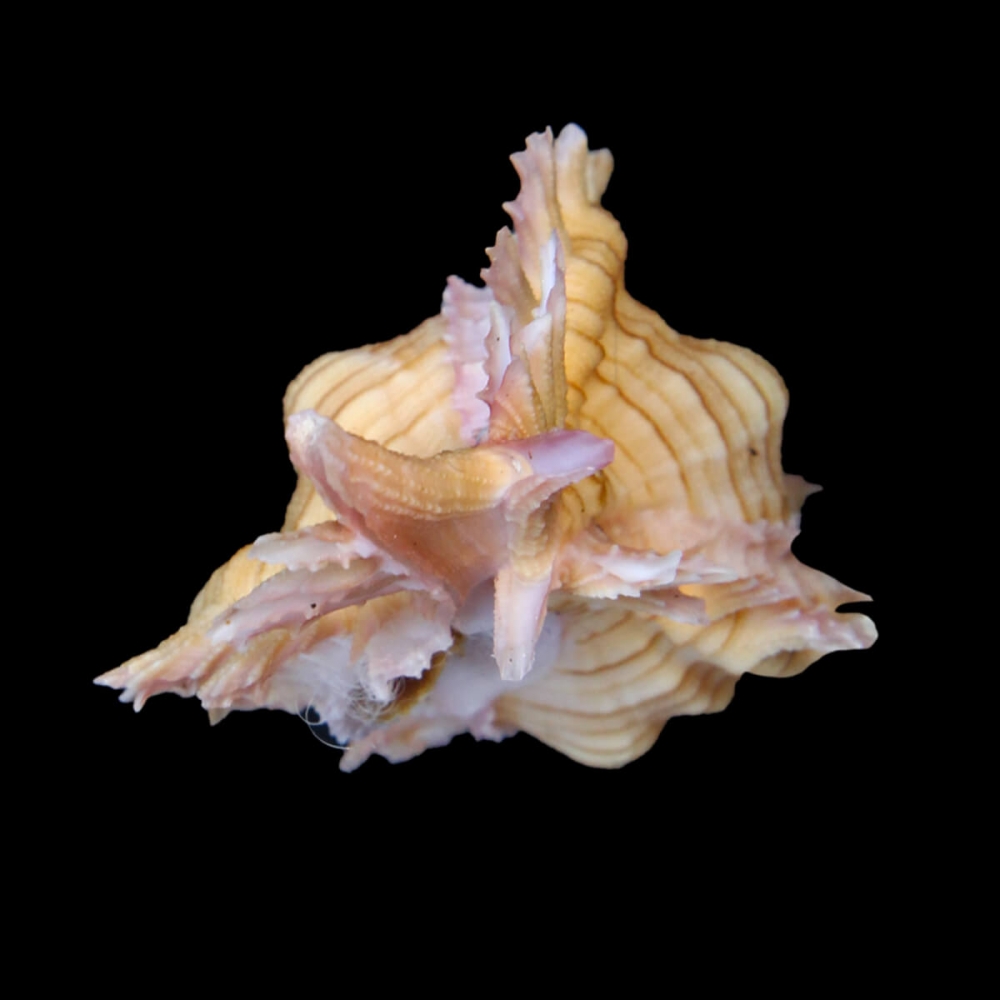 Chicoreus Aculeatus