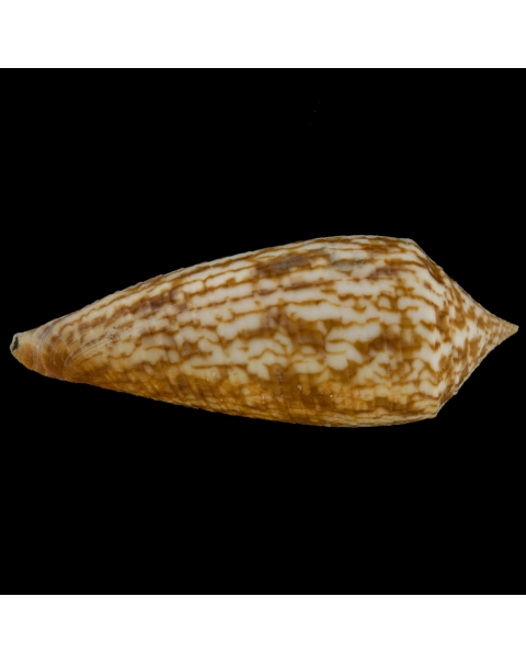 Conus Australis - Taiwan