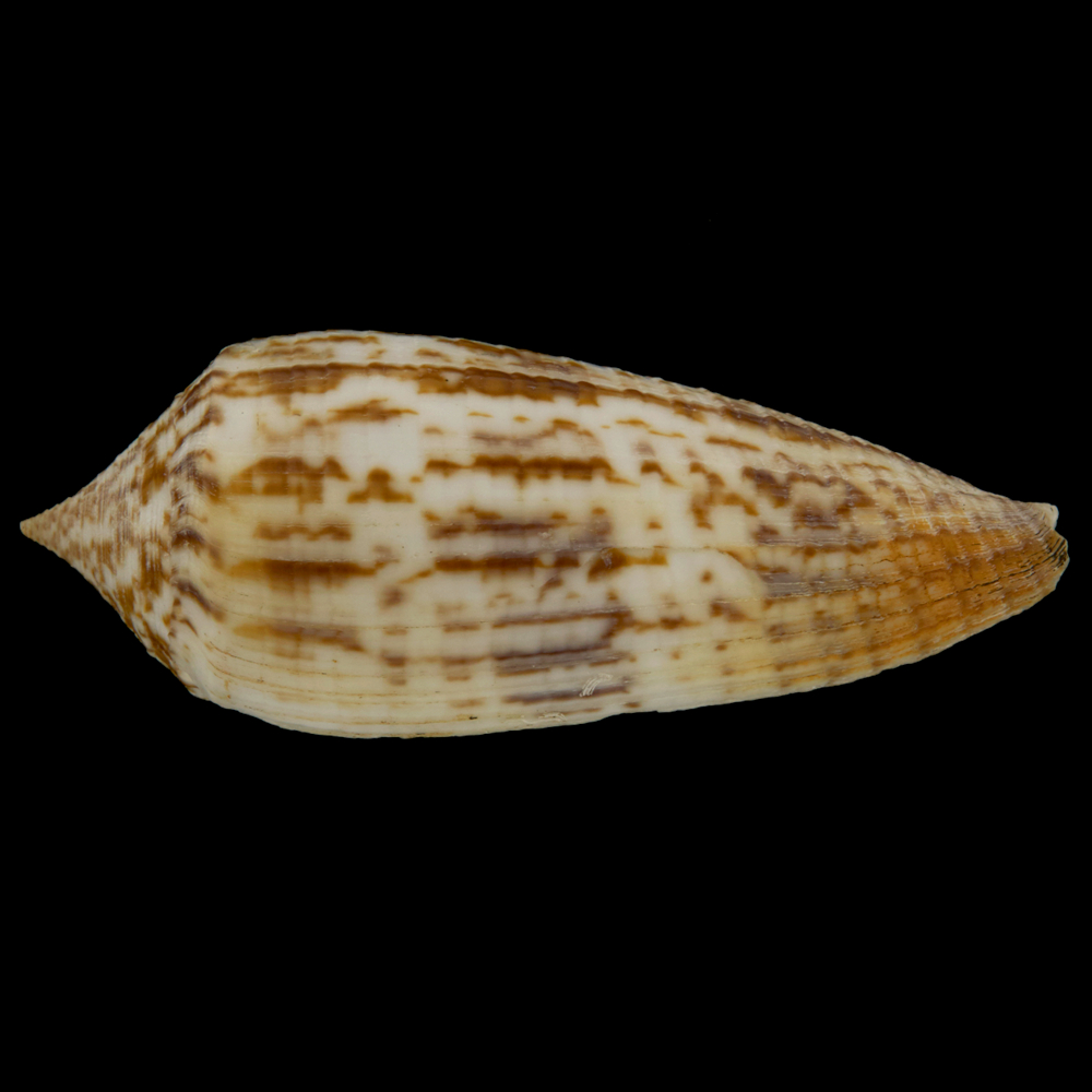 Conus Australis - Taiwan