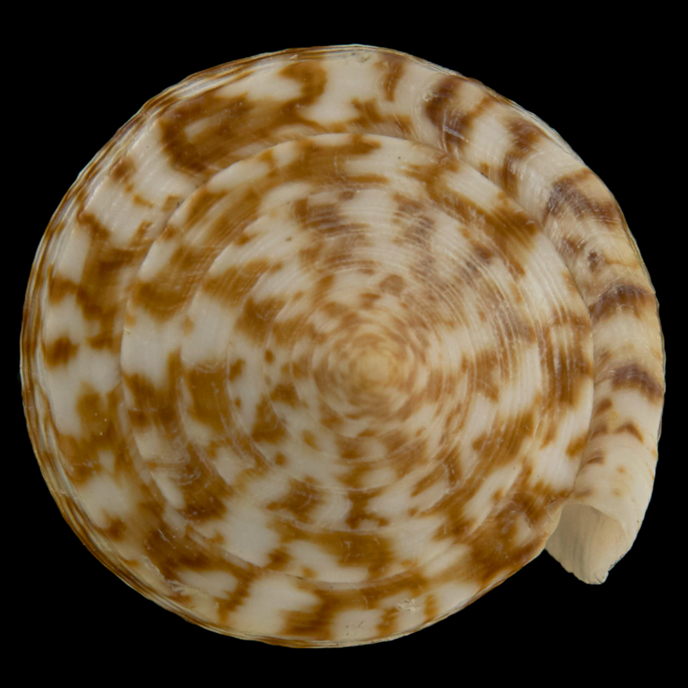 Conus Australis - Taiwan