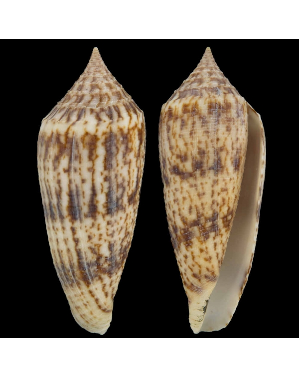 Conus Australis