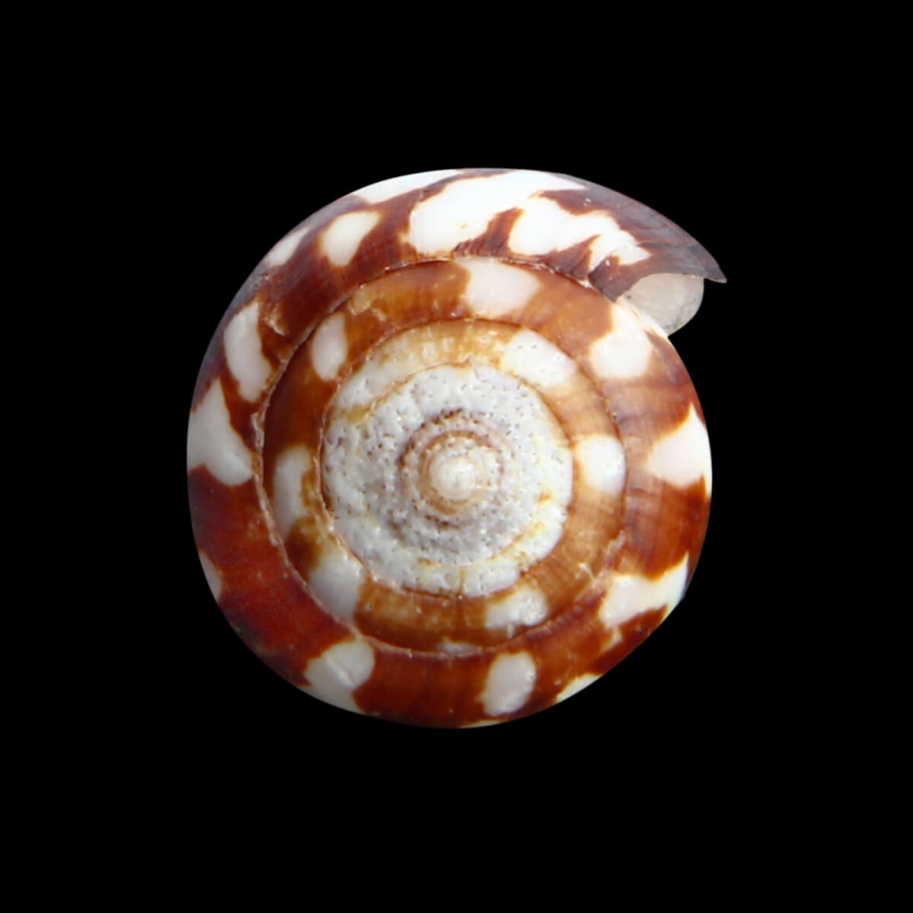 Conus Bulbus