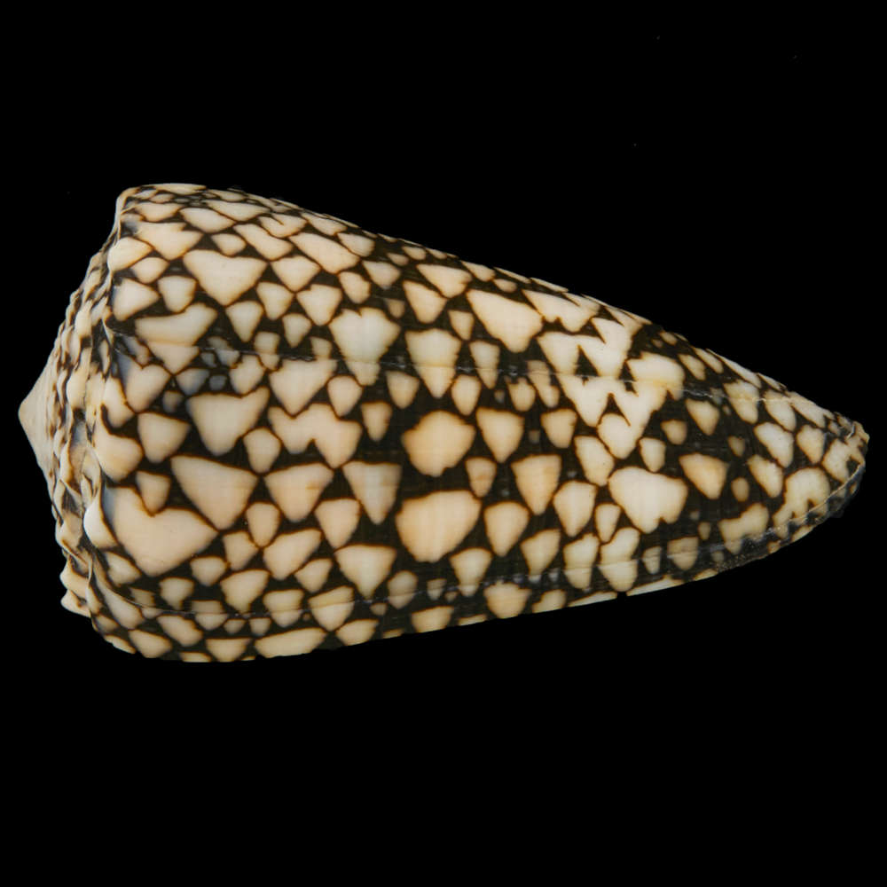 Conus Bandanus - Filippine