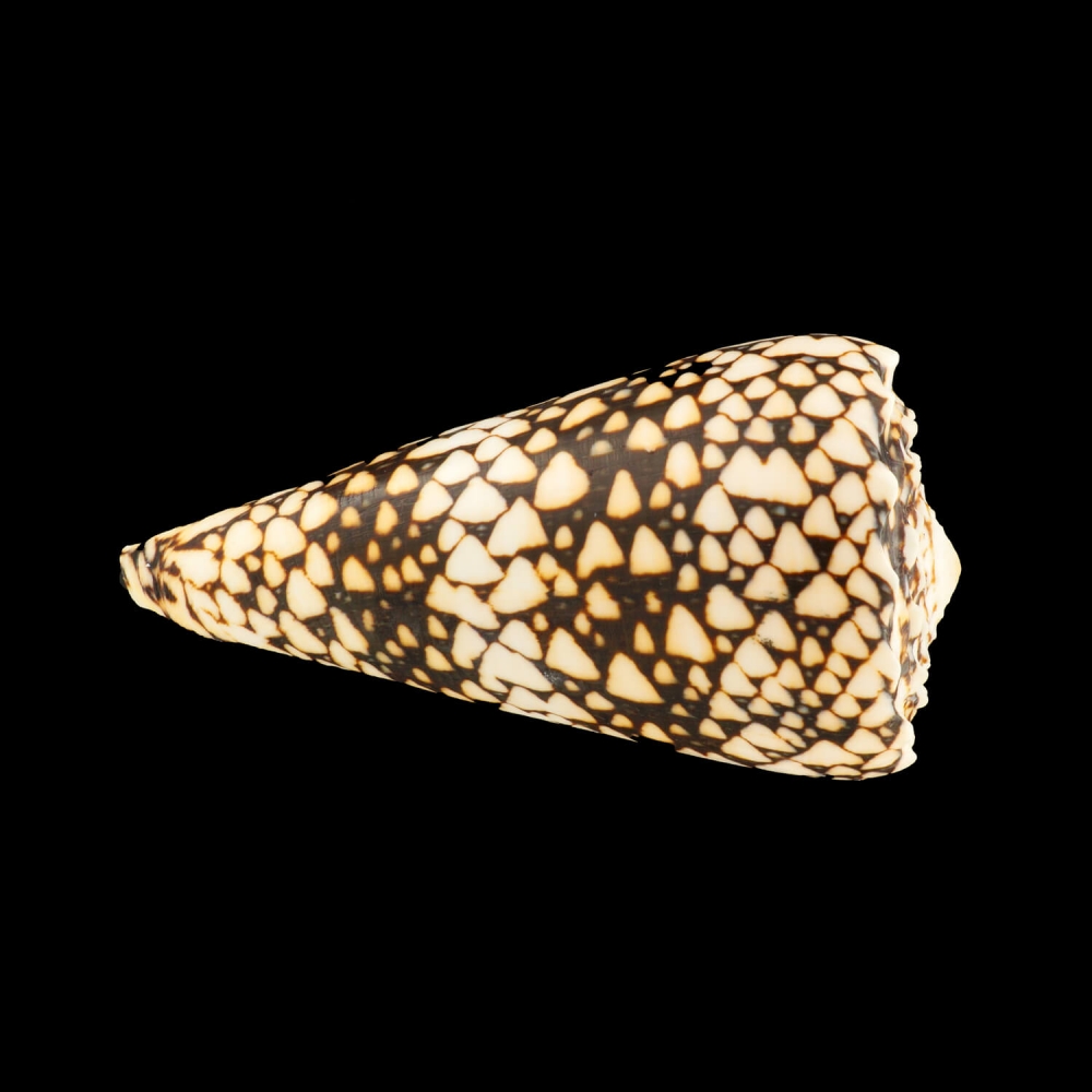 Conidae Conus Bandanus