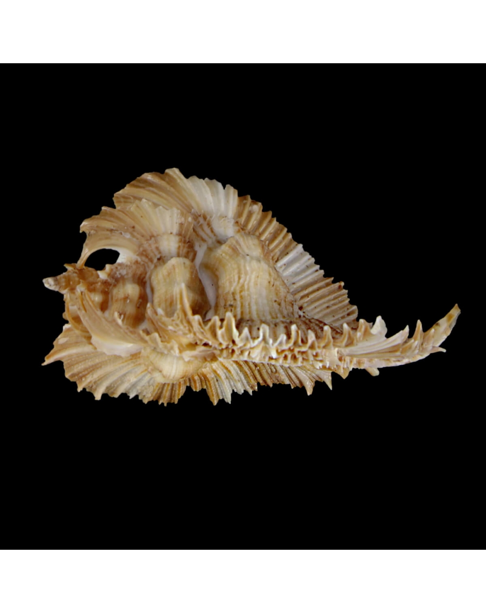 Chicoreus Miyokoae