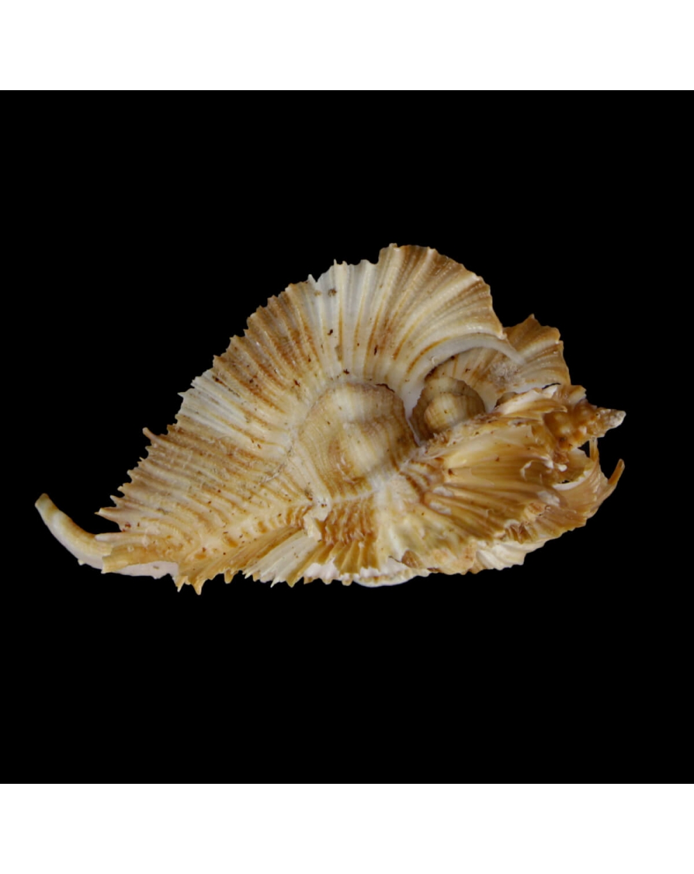 Chicoreus Miyokoae