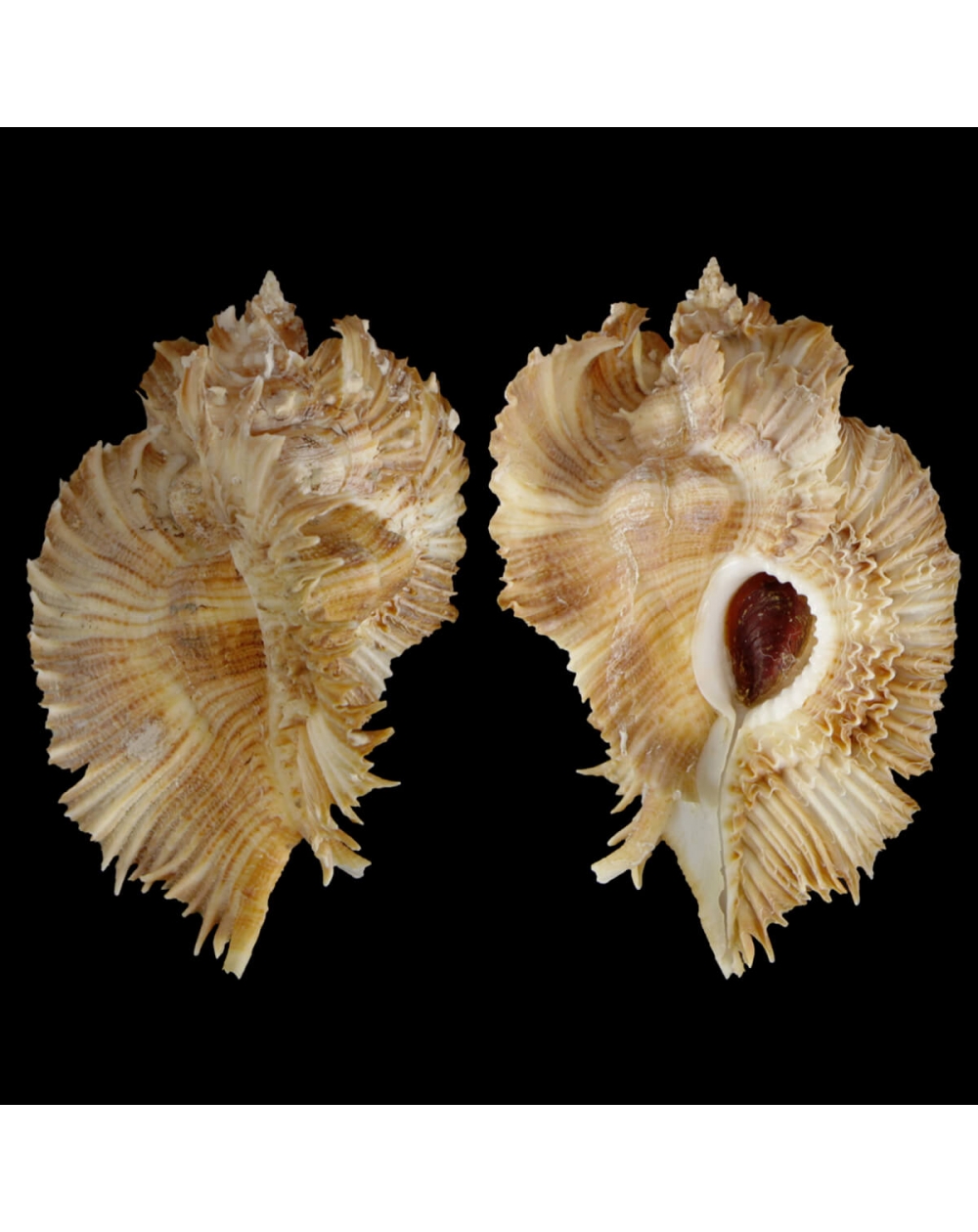 Chicoreus Miyokoae