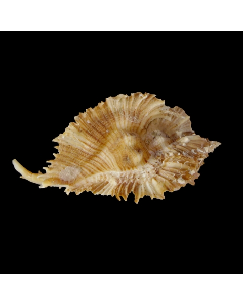 Chicoreus Miyokoae