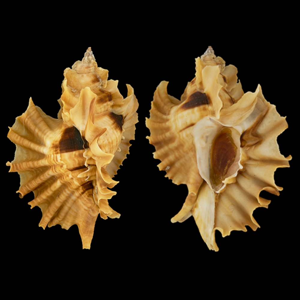 Ceratostoma Burnetti - Corea
