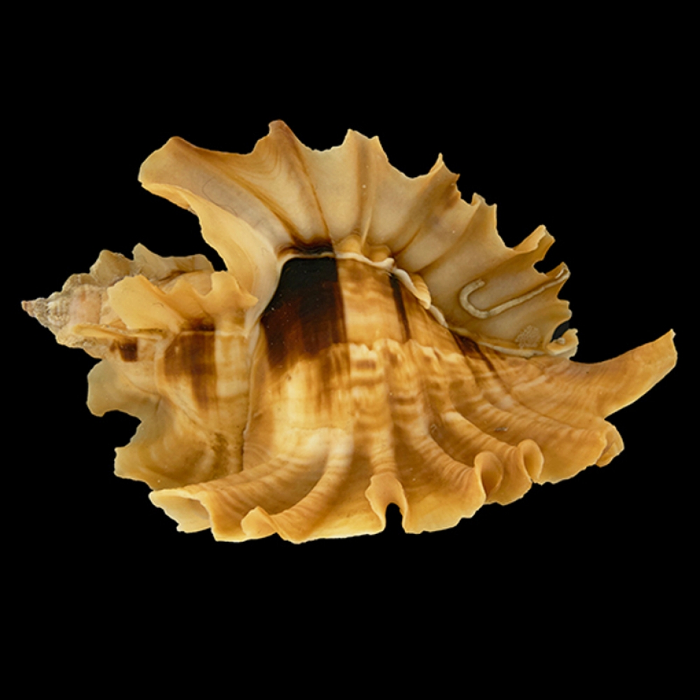 Ceratostoma Burnetti - Corea