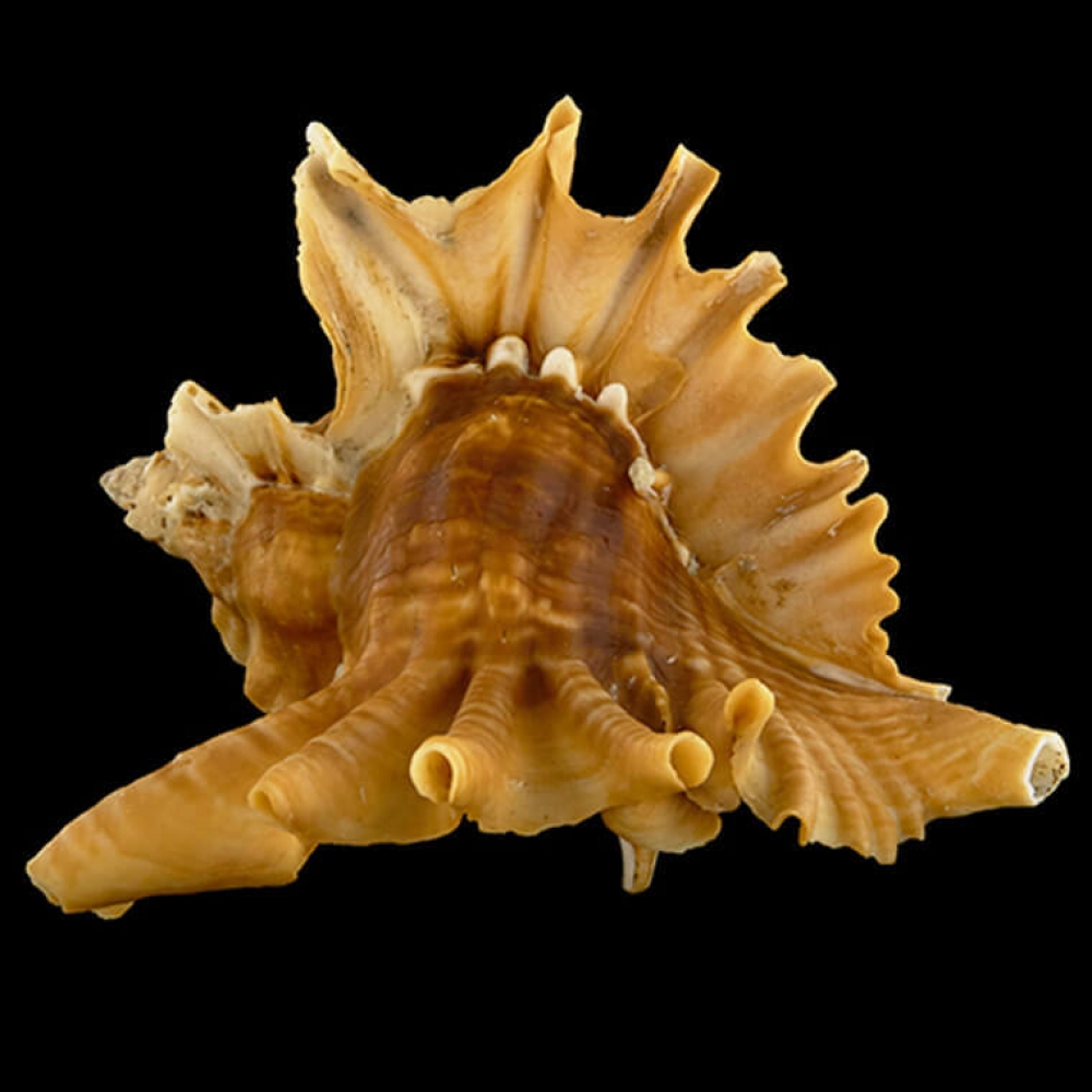 Ceratostoma Burnetti - Corea