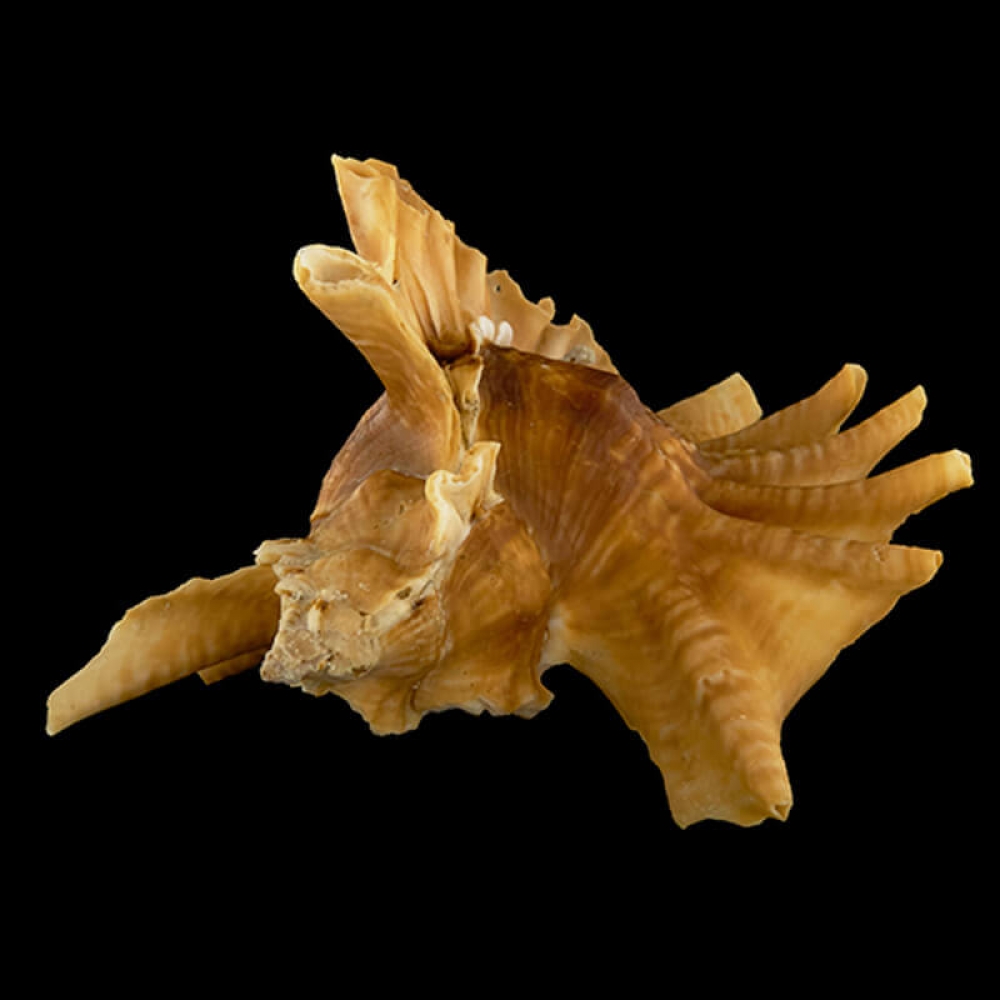 Ceratostoma Burnetti - Corea