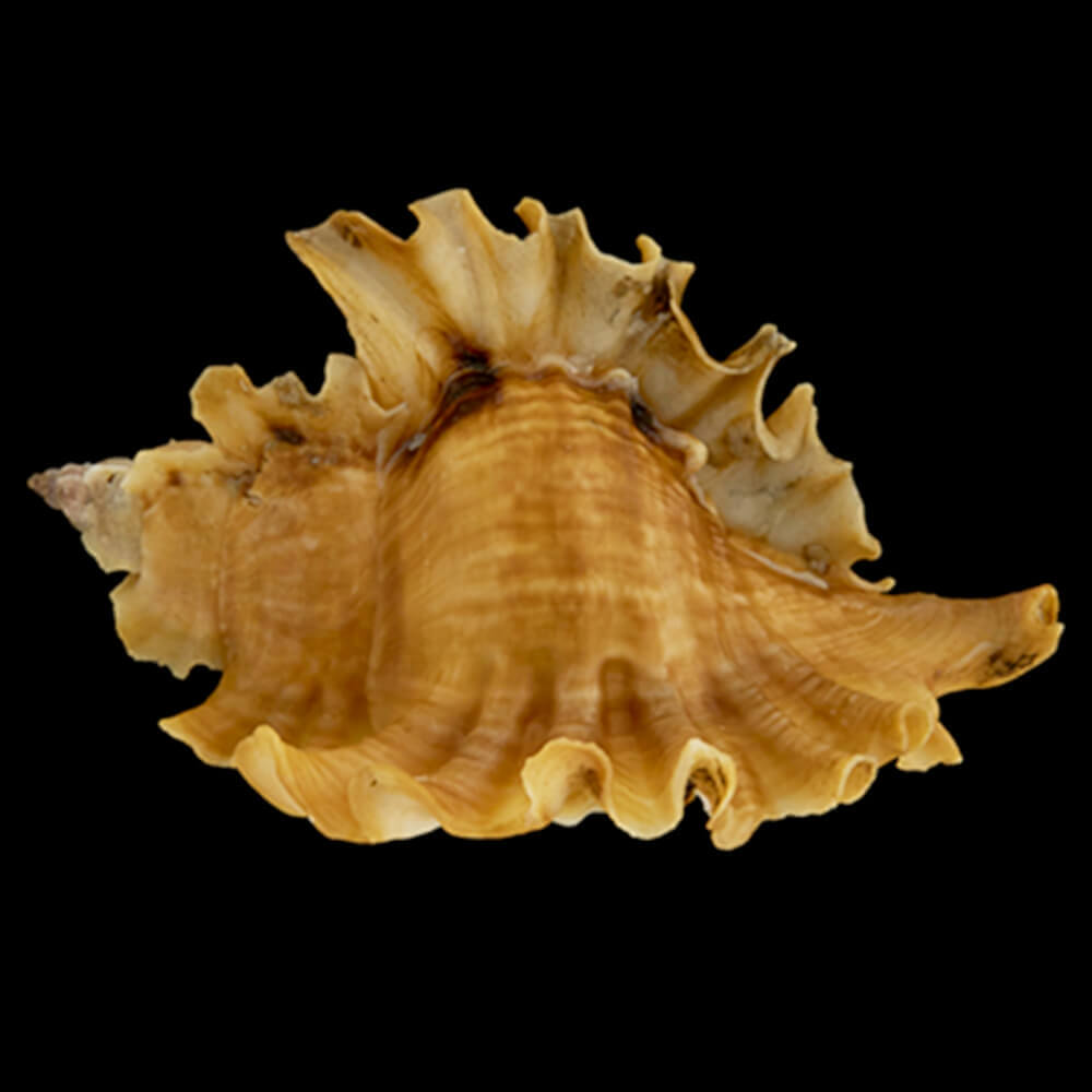 Ceratostoma Burnetti - Corea