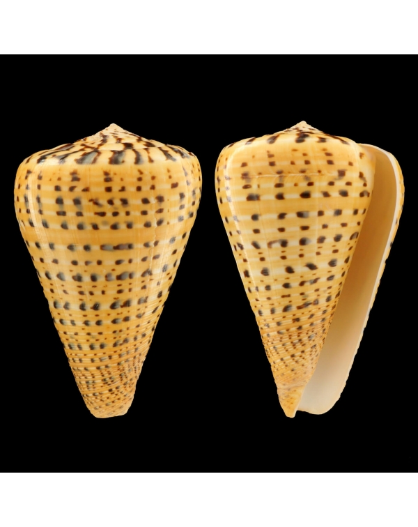 Conus Betulinus