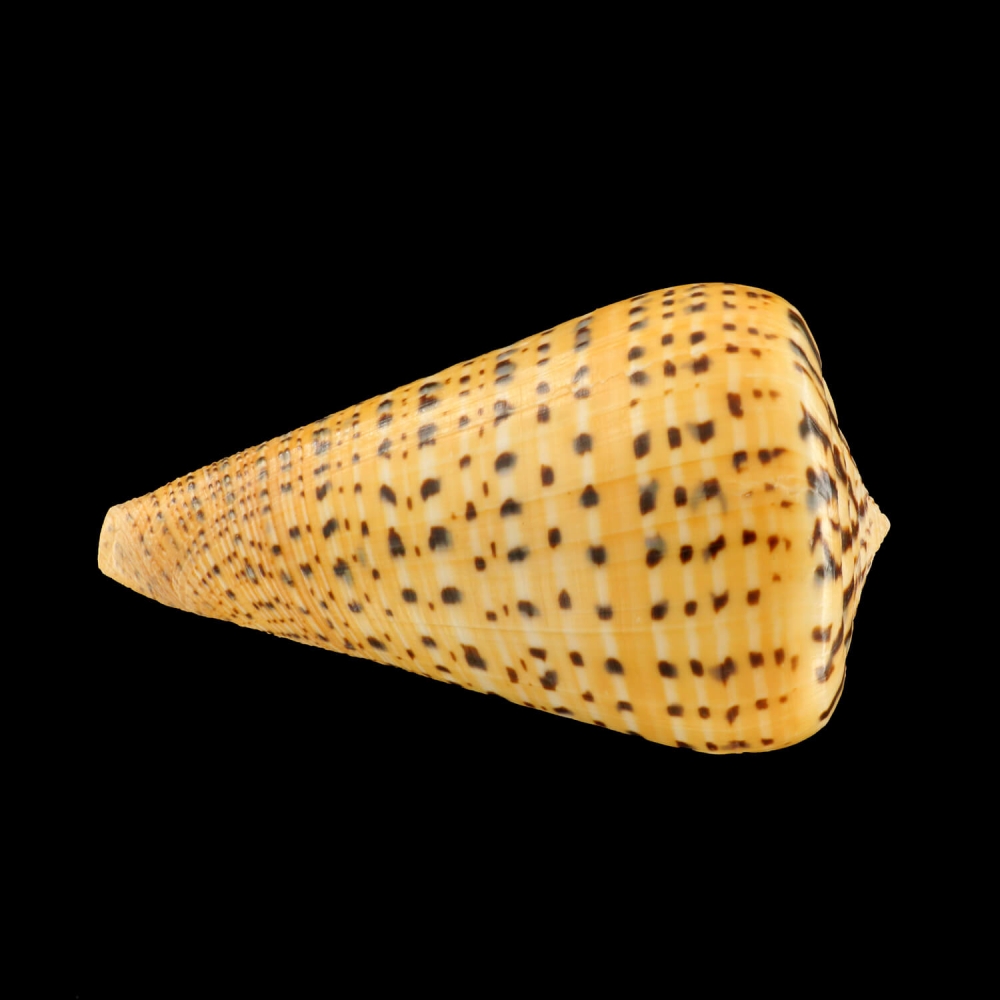 Conidae Conus Betulinus