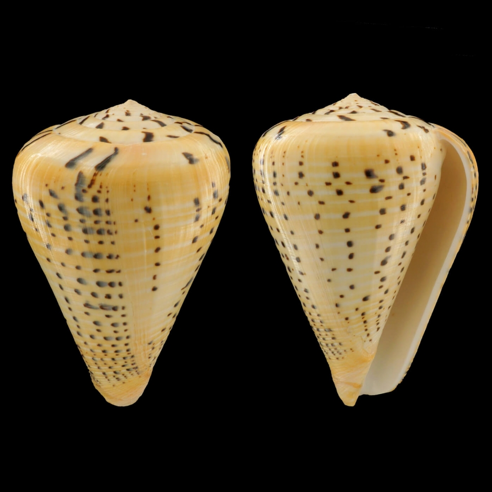 Conidae Conus Betulinus