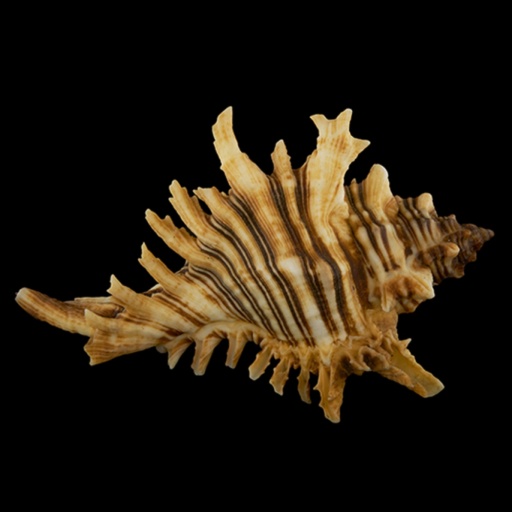 Chicoreus Brevifrons - Venezuela