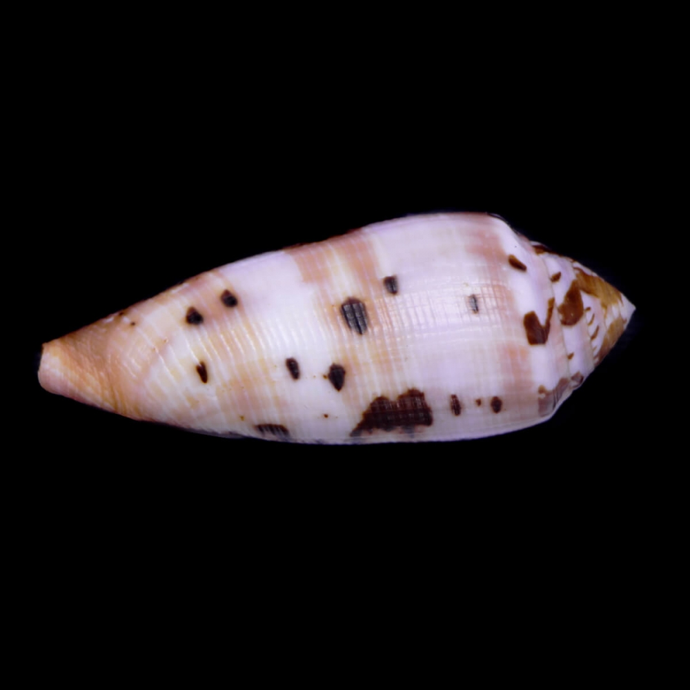 Conus Circumcisus