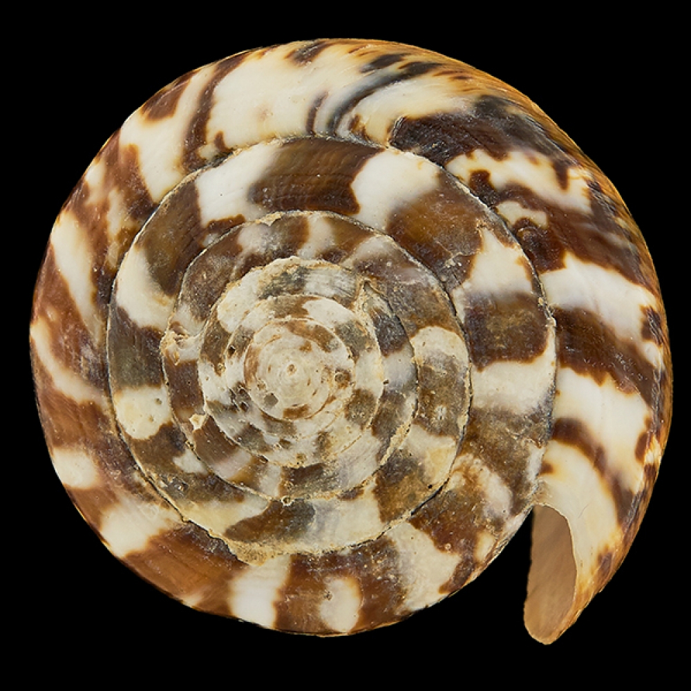 Conus Capitaneus - Madagascar