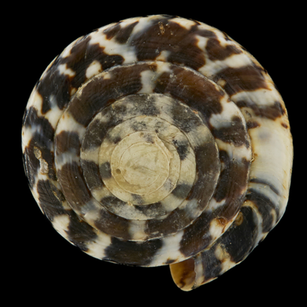 Conus Capitaneus - Madagascar