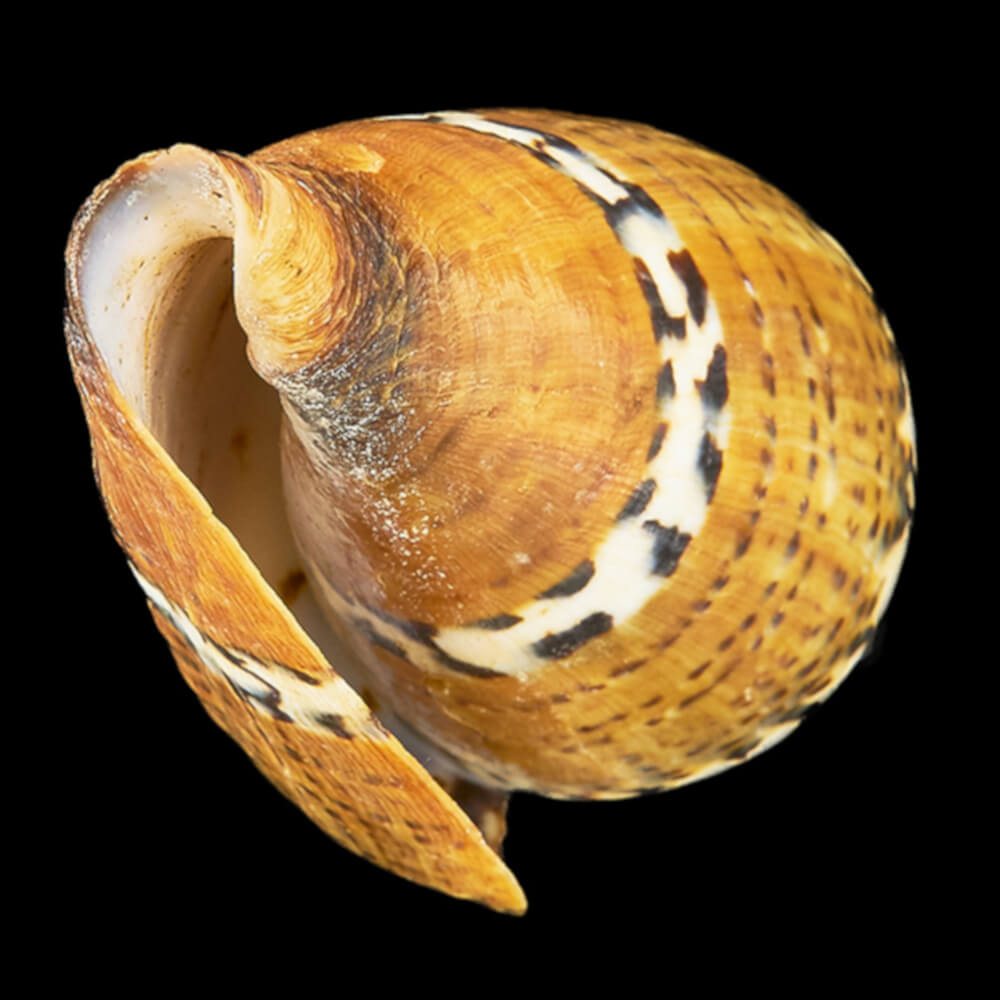 Conus Capitaneus - Madagascar