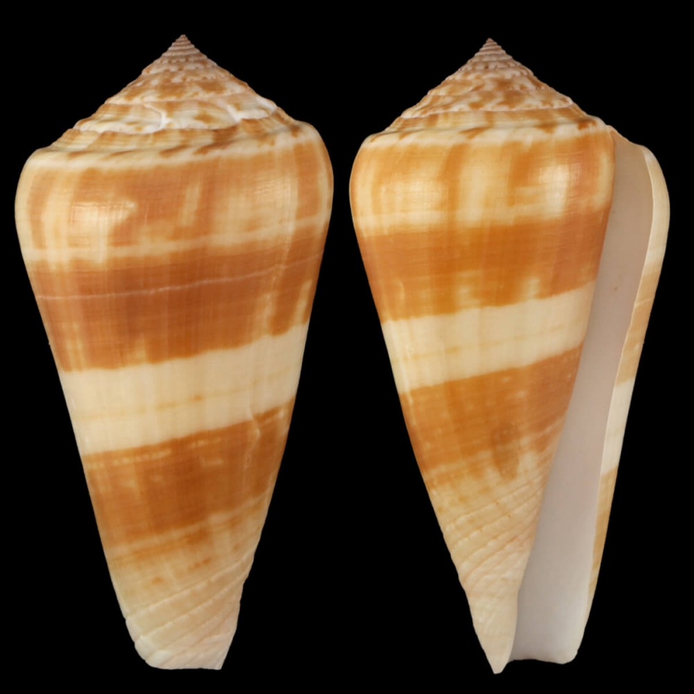 Conus Consors