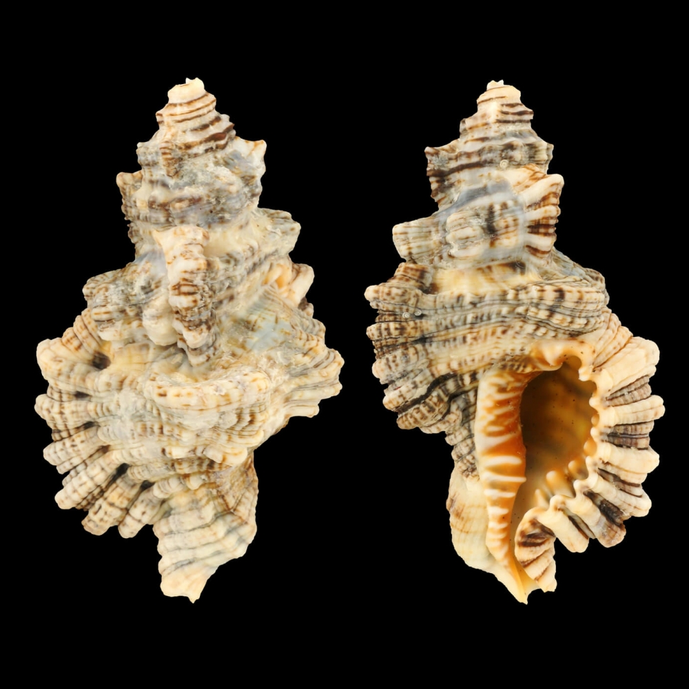 Cymatiidae Cymatium Nicobaricum